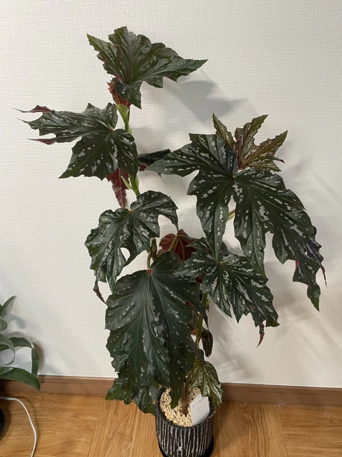 ベゴニア アリスN – Plants Navi